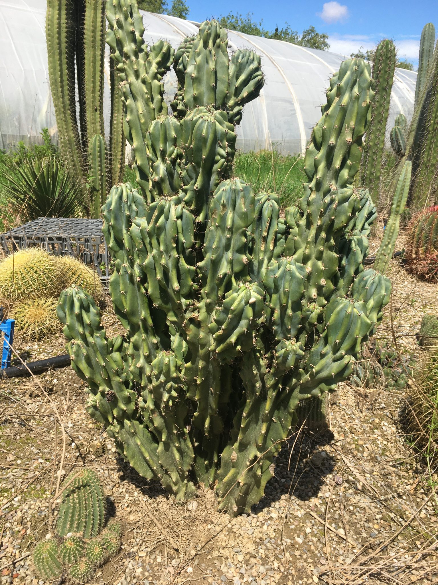 Cereus Peruvianus Monstruosus Cristata - Wiricactus